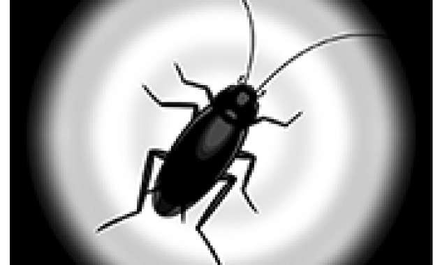 Cockroach Moving: Climbing Your Screen LINE WhatsApp Sticker GIF PNG